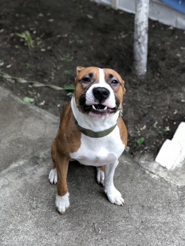 Вязка амстафф