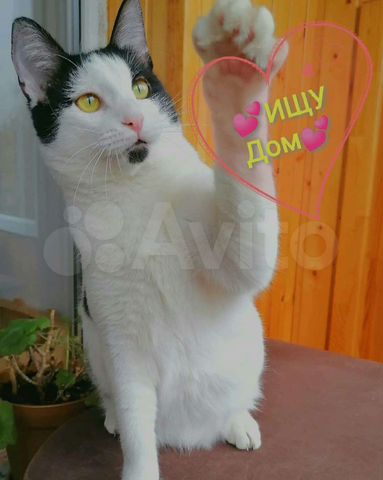 Котик ищет ответственного хозяина