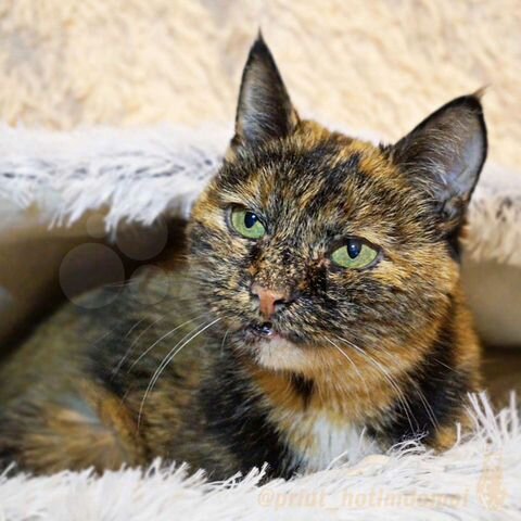 Кошка из приюта. Рыська