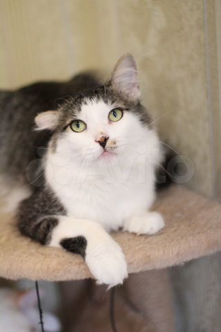 Огромный шикарный кот Марио ищет дом