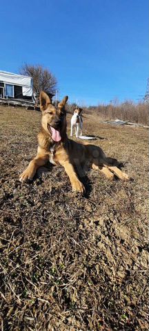 Щенок-подросток ищет дом