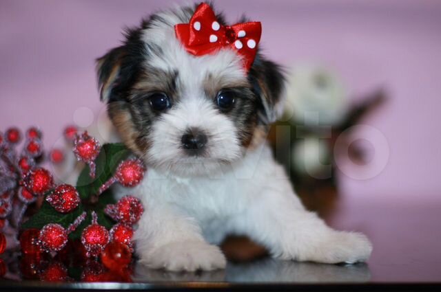 Самый красивый мальчик