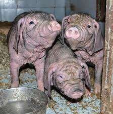 Поросенок редкий