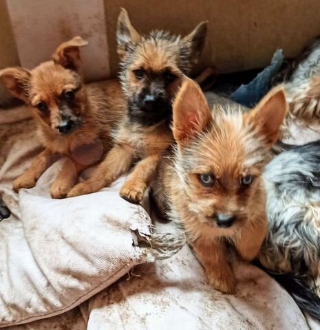 Йоркширский терьер щенки