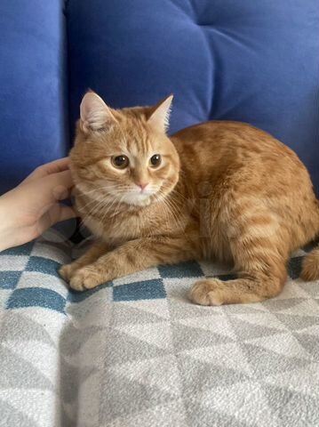 Ласковый котик в добрые руки