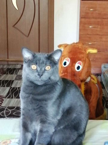 Британская