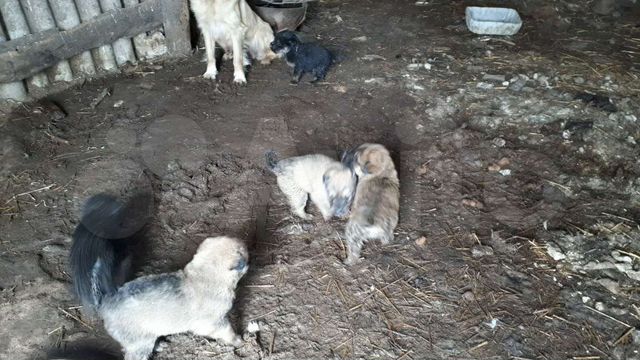 Щенки пастушки