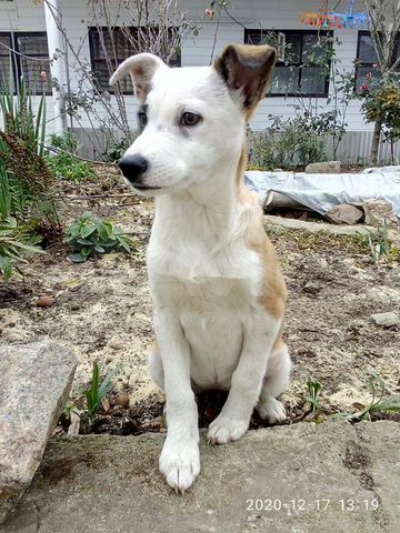 Собака-барабака)