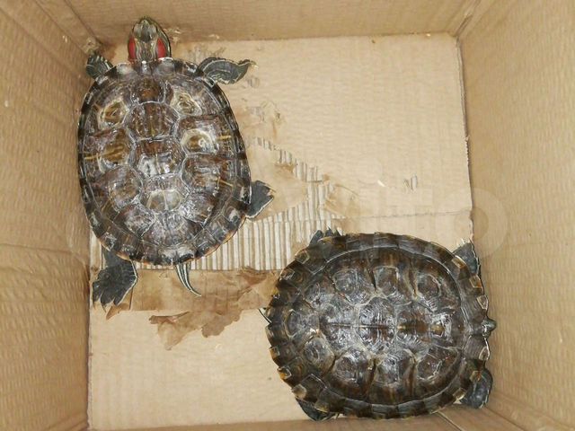 Красноухая черепаха