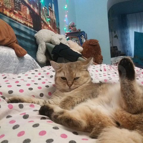 Шотландская золотая шиншилла для случки