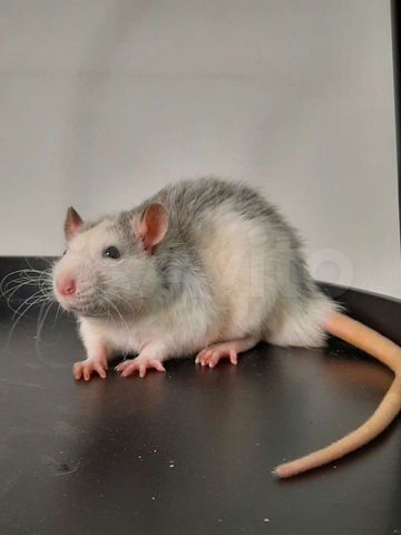 Крыса дамбо чистокровная