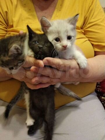 Котята в добрые руки