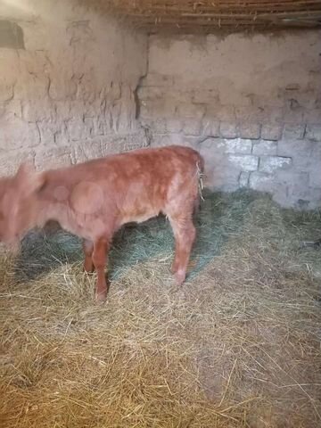 Бычек и телочка