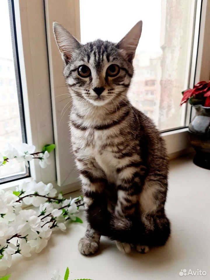 Котёнок девочка 5 месяцев тигра