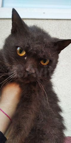 Ищу хозяев метиски сфинкс-браш(кучеряшки