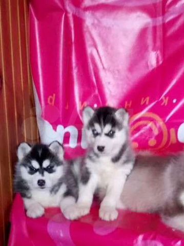 2девочки (сиб. хаски)