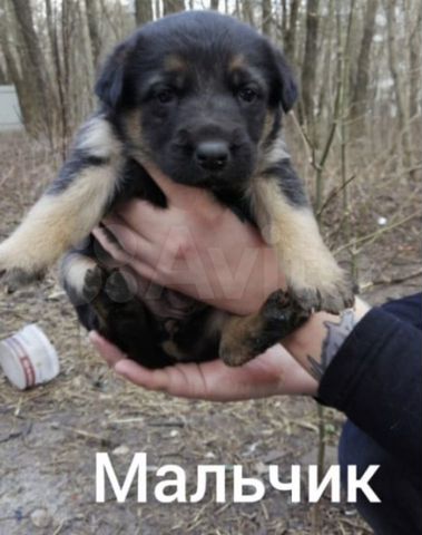 Собака