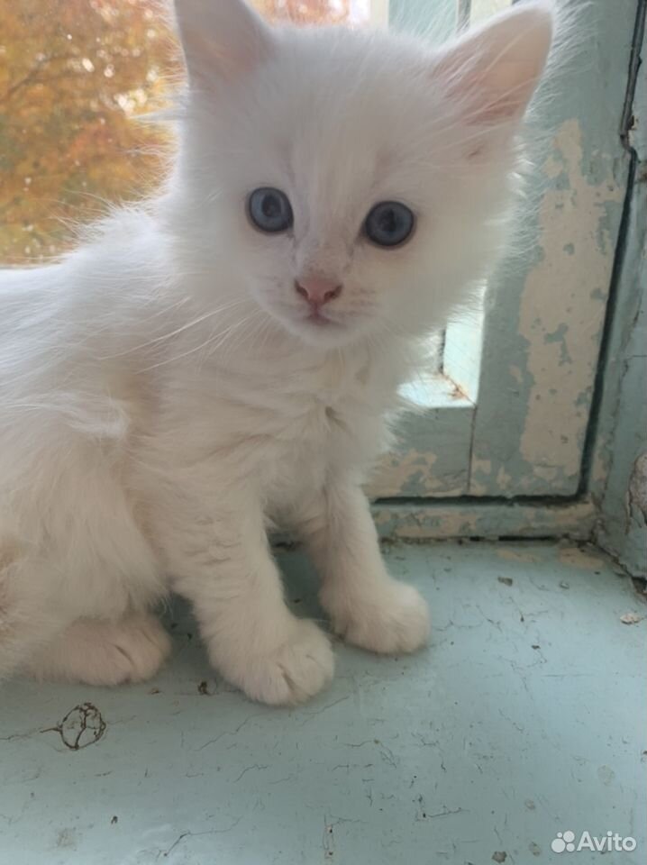 Турецкий ван