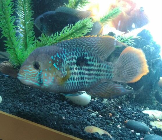 Рыба Акара бирюзовая пара