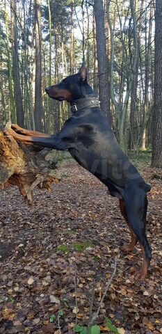 Кобель добермана для вязки