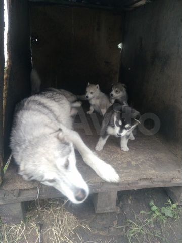 Щенки зсл+волк
