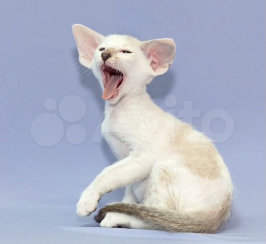 Сиамский котенок (сейшел)