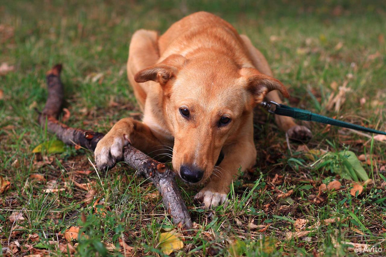 Джессика ищет дом