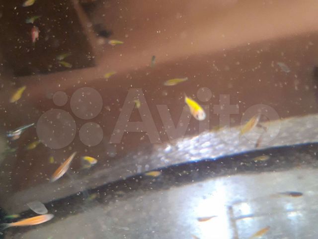 Аквариумные рыбки оптом