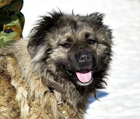 Метис кавказской овчарки Алька ищет дом