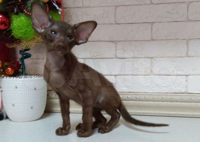 Шоколадный орик мальчик