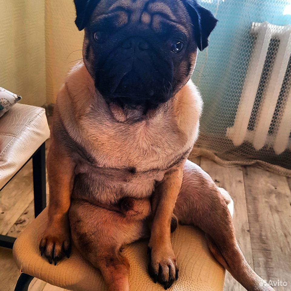 Мопс